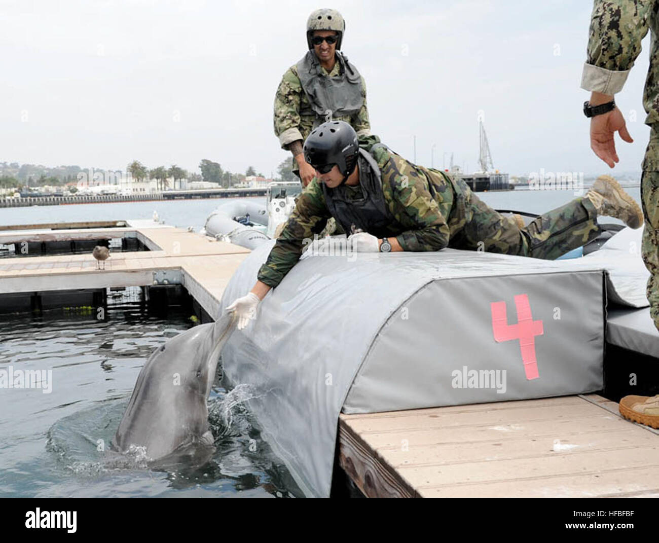 Worlds largest dolphin hi-res stock photography and images - Alamy