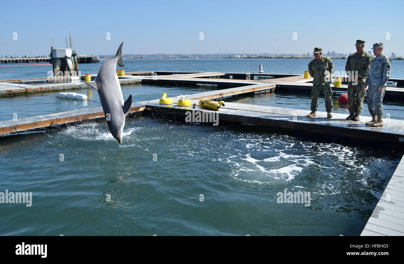 Navy marine mammal program hi-res stock photography and images - Alamy