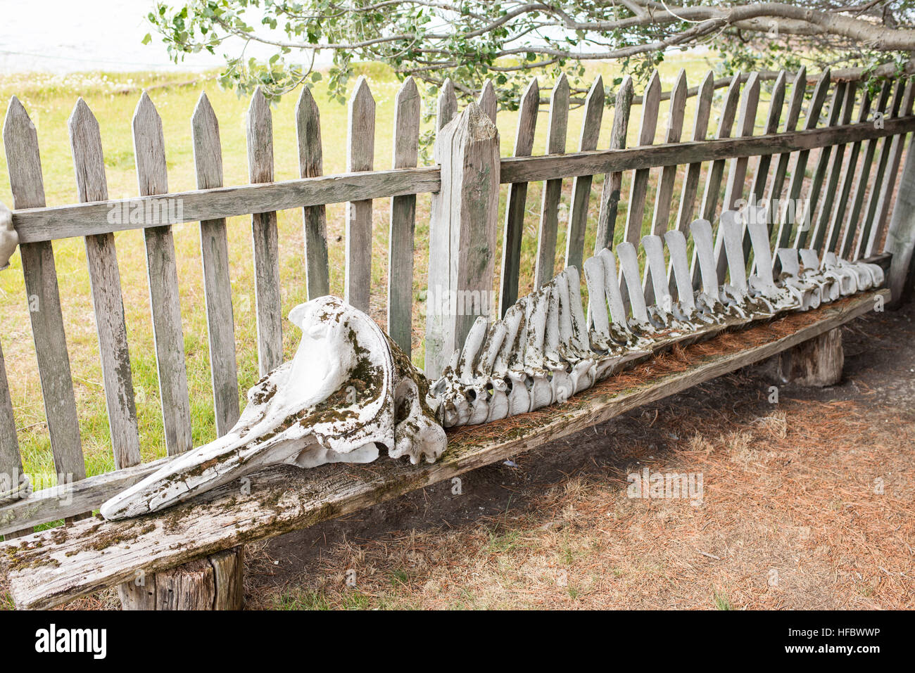Orca skeleton, Haberton, Patagonia, Argentina Stock Photo - Alamy