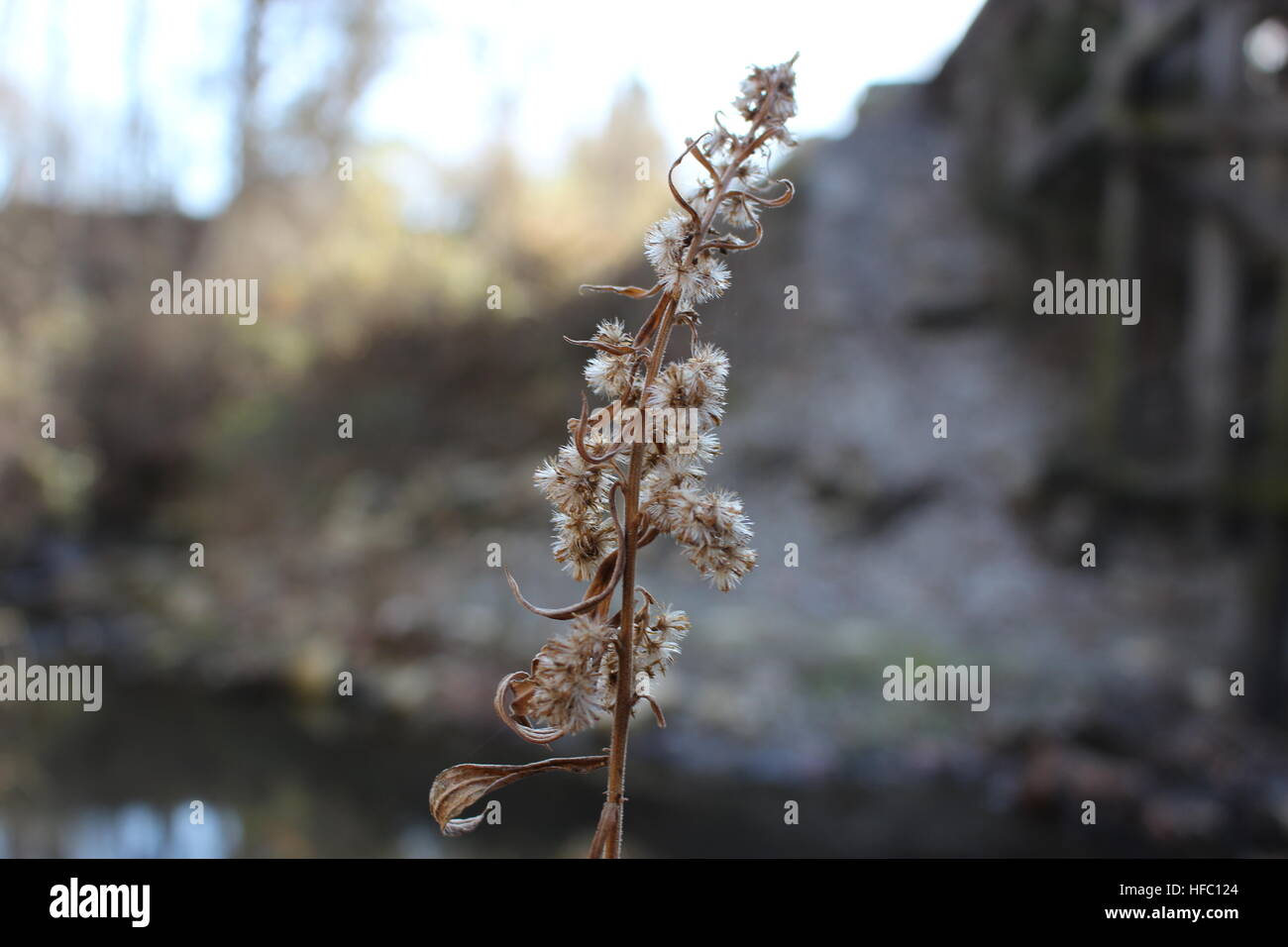 Fuzzy plant hi-res stock photography and images - Alamy