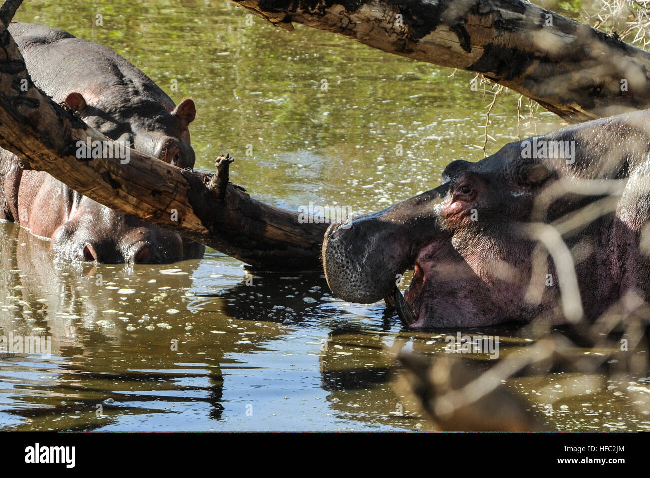 Hippopotamuses are seen in a lake at Serengeti National Park in ...