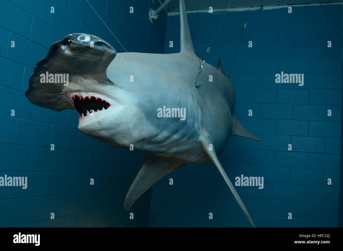 A replica hammerhead shark swims in the home of Marine Heavy Helicopter ...