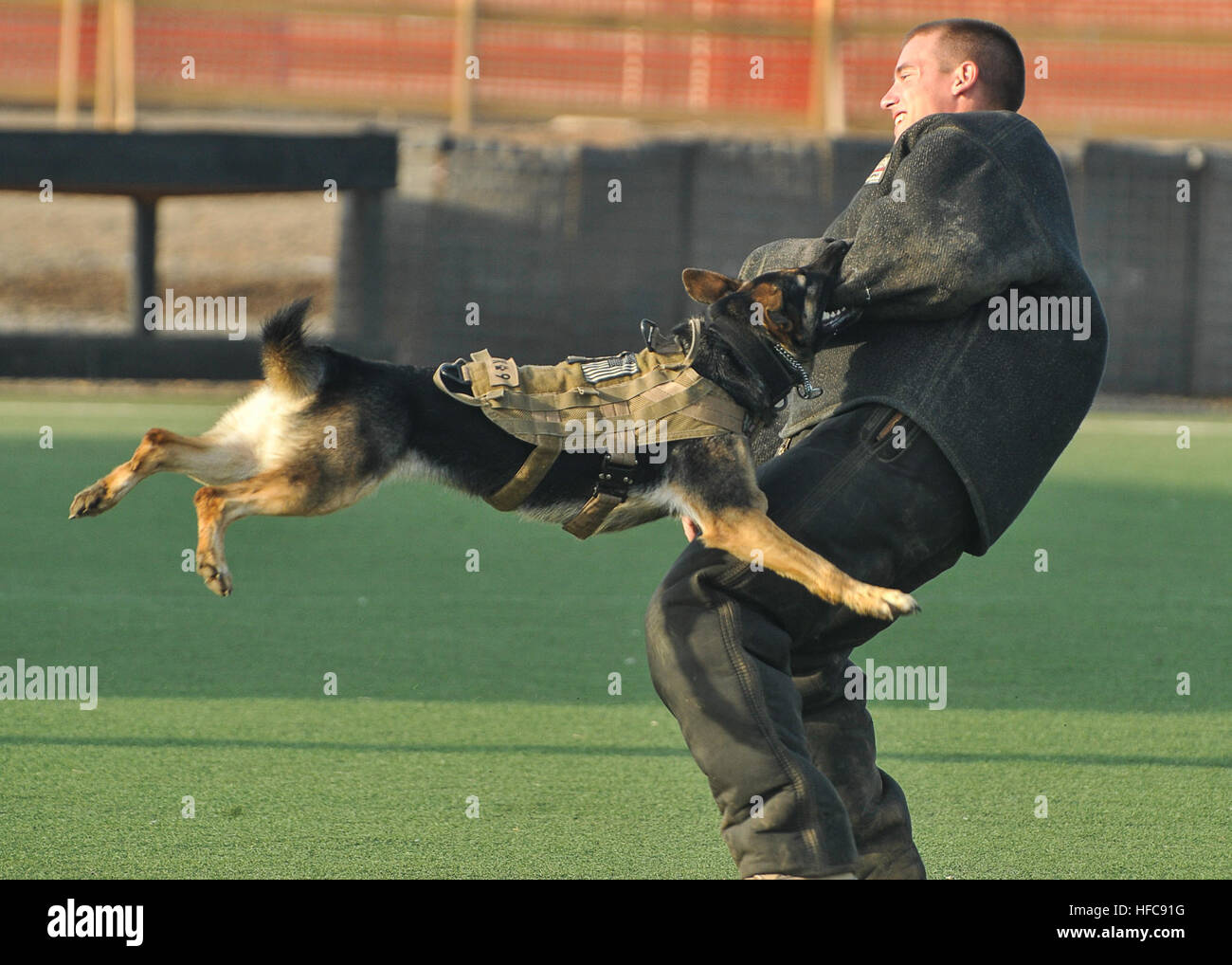 Leska, a military working dog, leaps at U.S. Navy Master-at-Arms 2nd ...