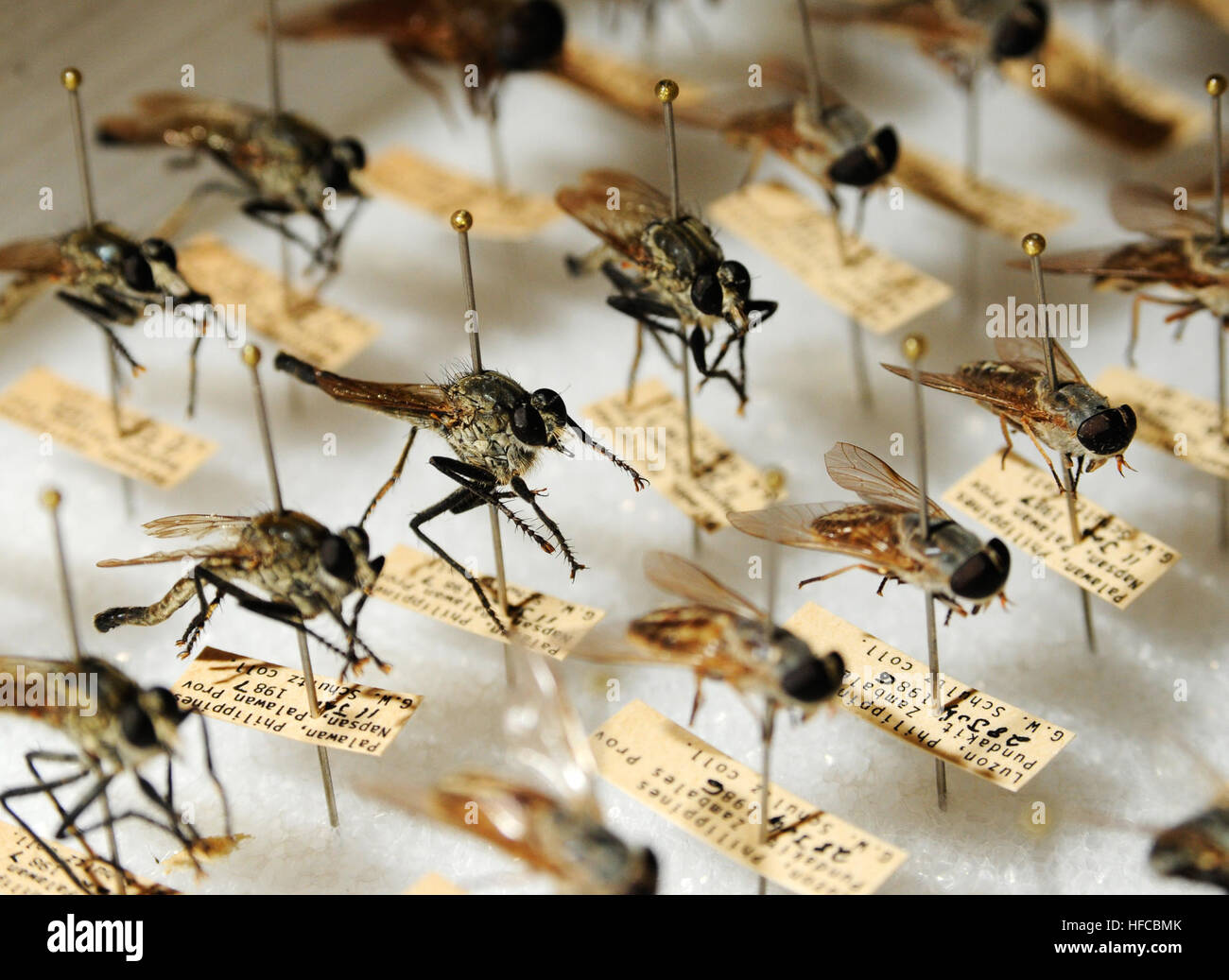 United states division of entomology hi-res stock photography and ...