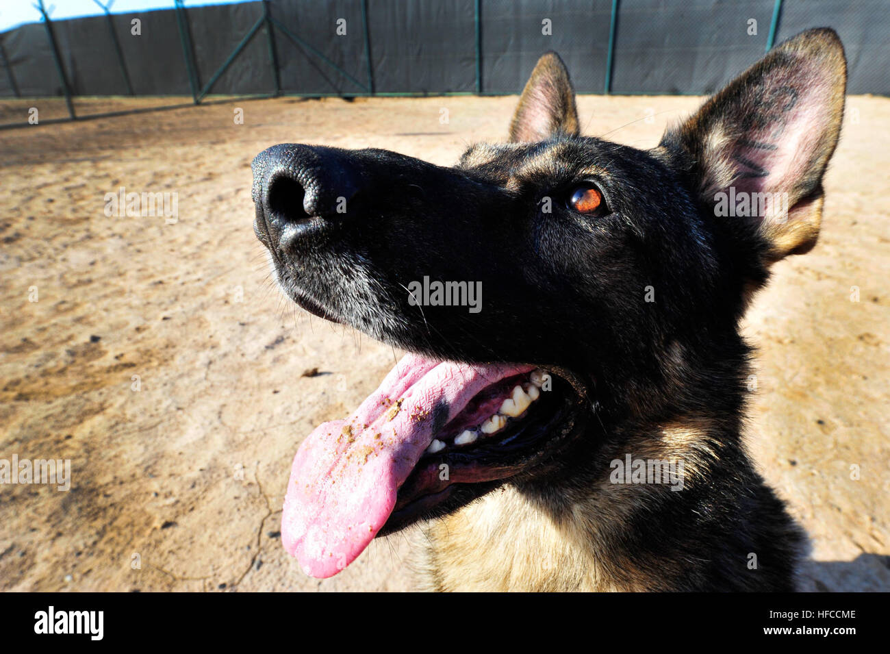 Canine explosive detection team hi-res stock photography and images - Alamy