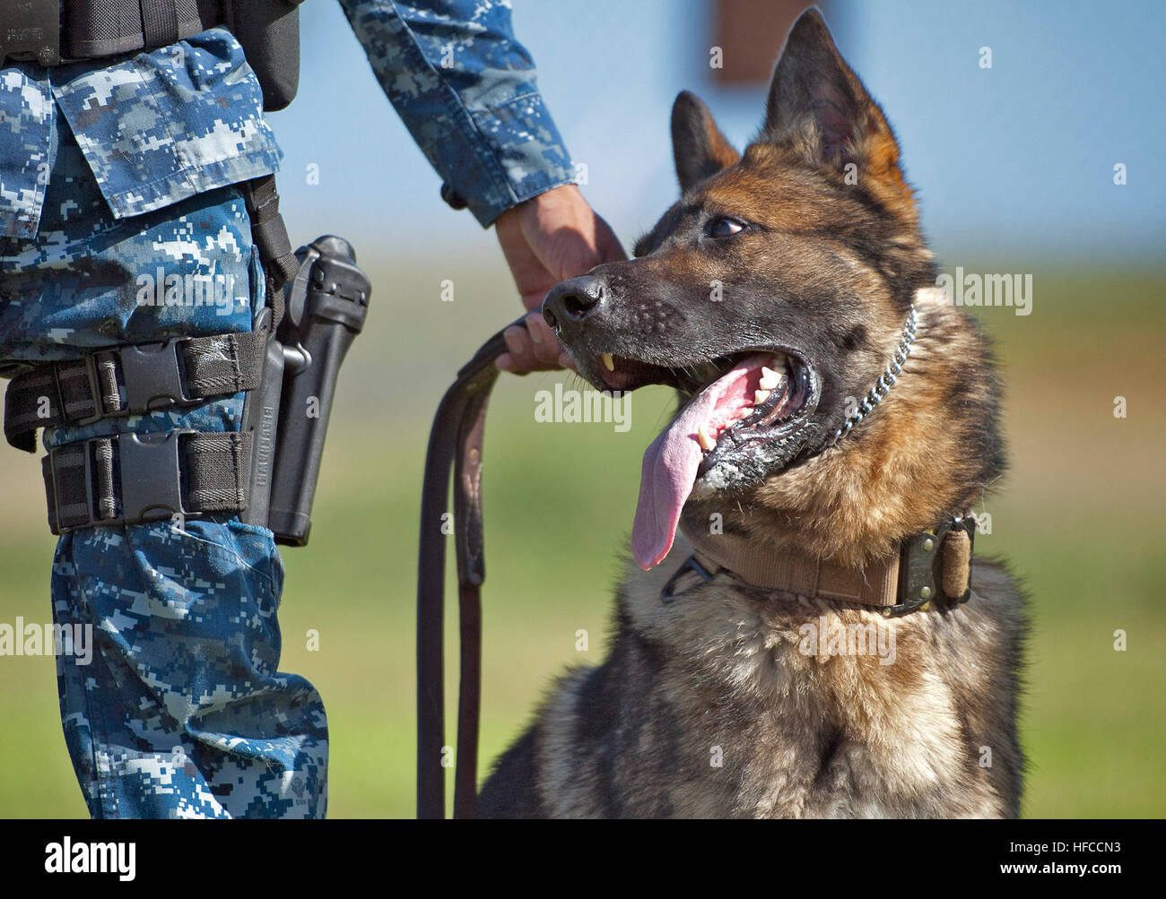 Bary, a military working dog, waits for orders from his U.S. Navy ...