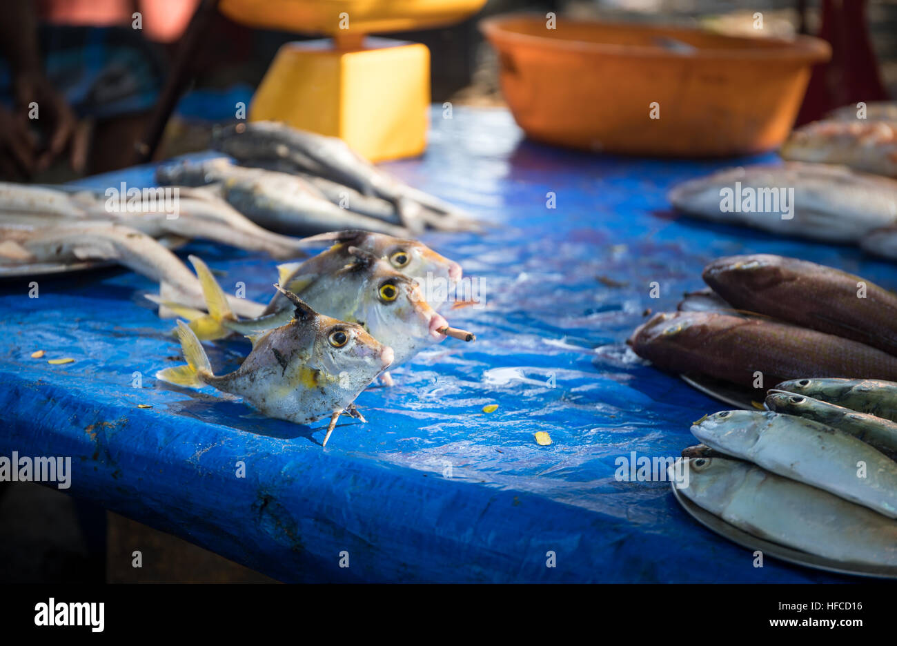 Fish with cigarette hi-res stock photography and images - Alamy