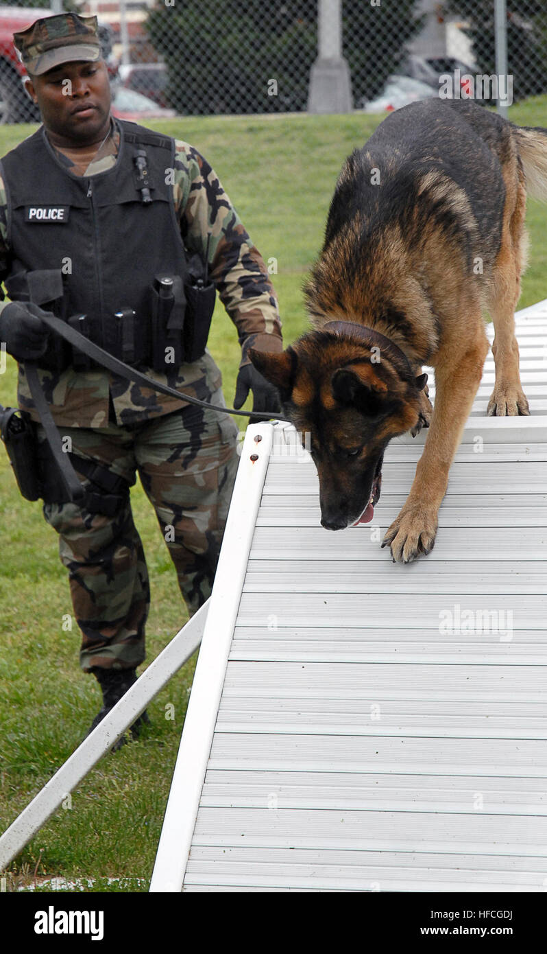 Military Working Dogs at Naval Station Norfolk conduct obedience ...