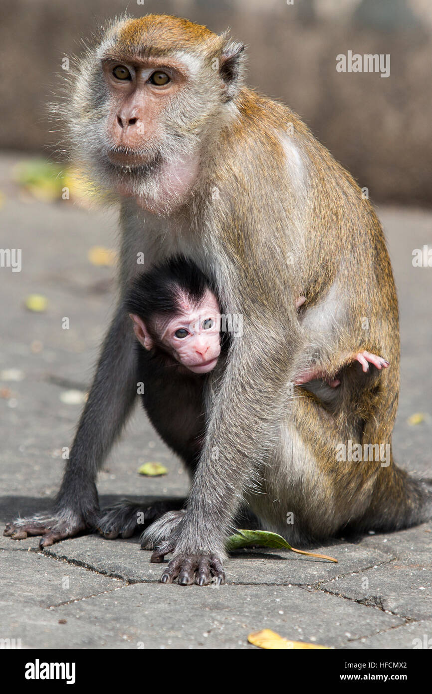 A macaque long-tail monkey female rests with her baby at Batu Caves ...