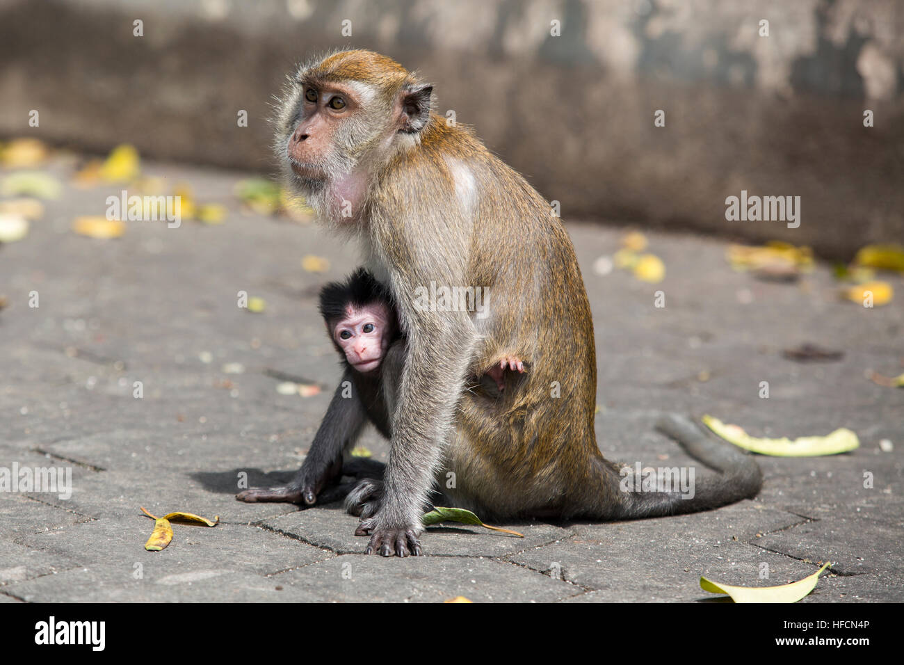 Tail monkey hi-res stock photography and images - Alamy