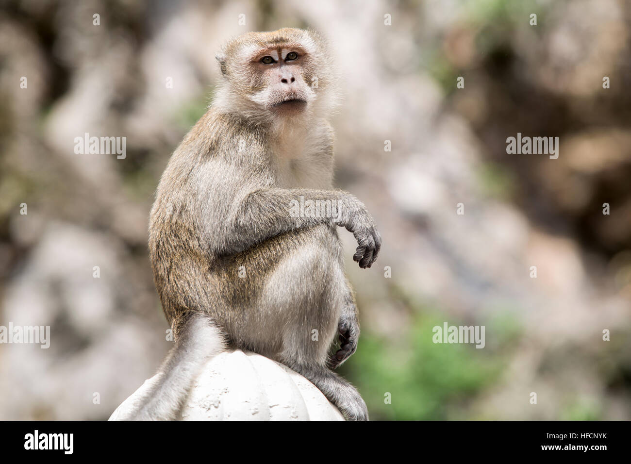 A long-tail macaque monkey relaxes outside Batu Caves Hindu temple in ...