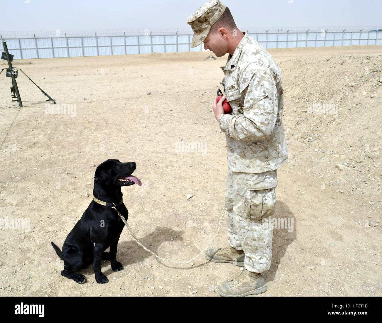 An IED detection dog, Crash, works with his handler at Camp Leatherneck ...