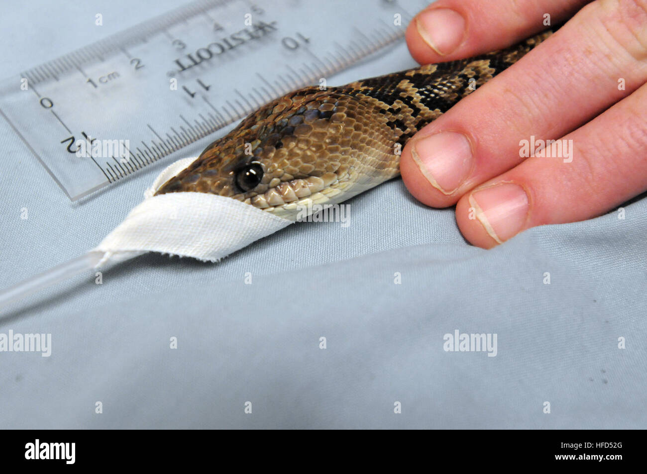 GUANTANAMO BAY, Cuba – An anesthetized two-year-old Cuban boa snake ...