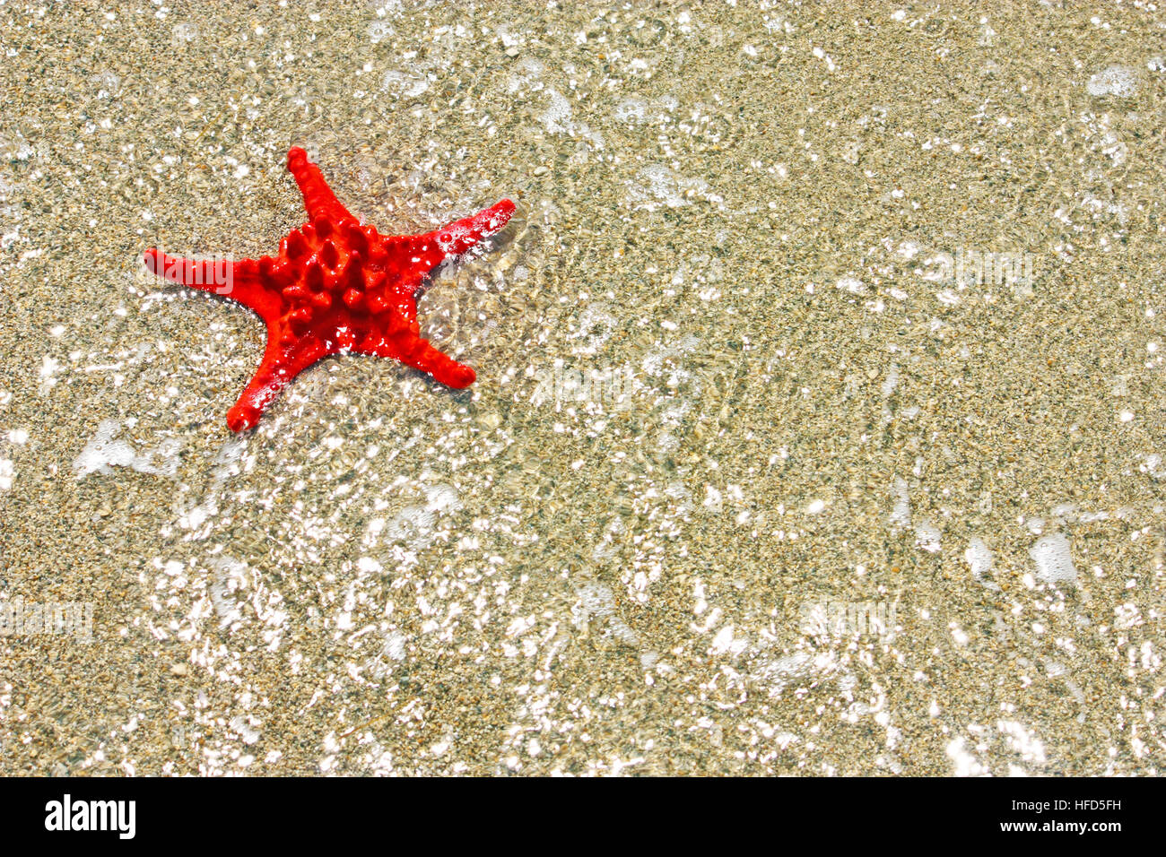 Beautiful red starfish in wavy shallow water Stock Photo - Alamy