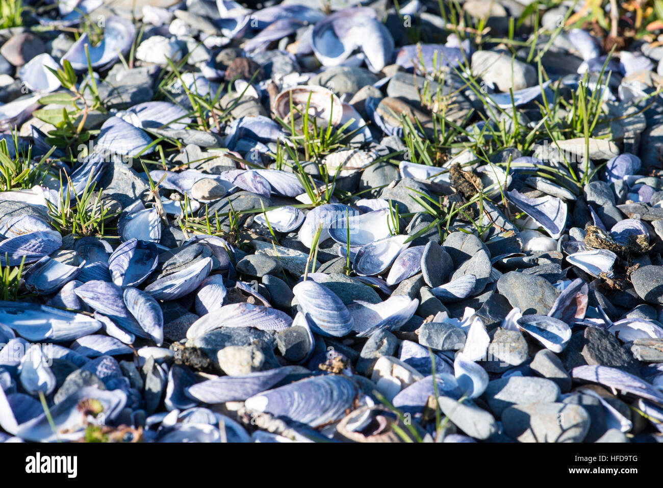 Mussel shells, Haberton, Patagonia, Argentina Stock Photo - Alamy