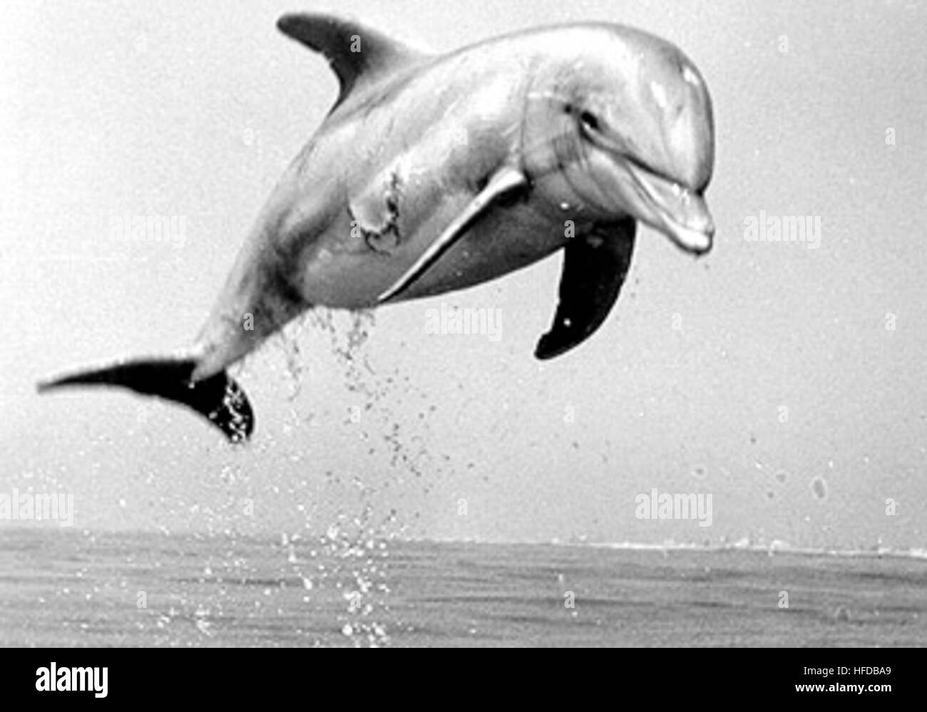 Tuffy hi-res stock photography and images - Alamy