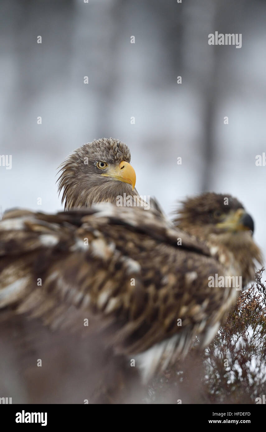 White-tailed eagle peeking out from behind of other eagle Stock Photo ...