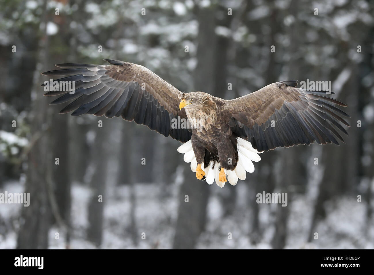 White-tailed eagle flying Stock Photo - Alamy