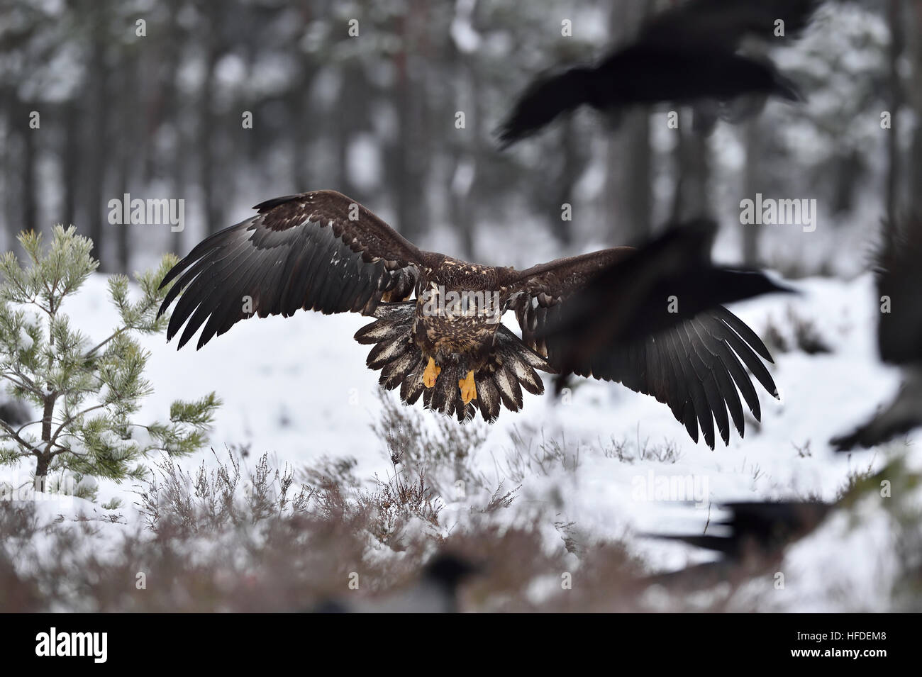 Ravens wings hi-res stock photography and images - Alamy