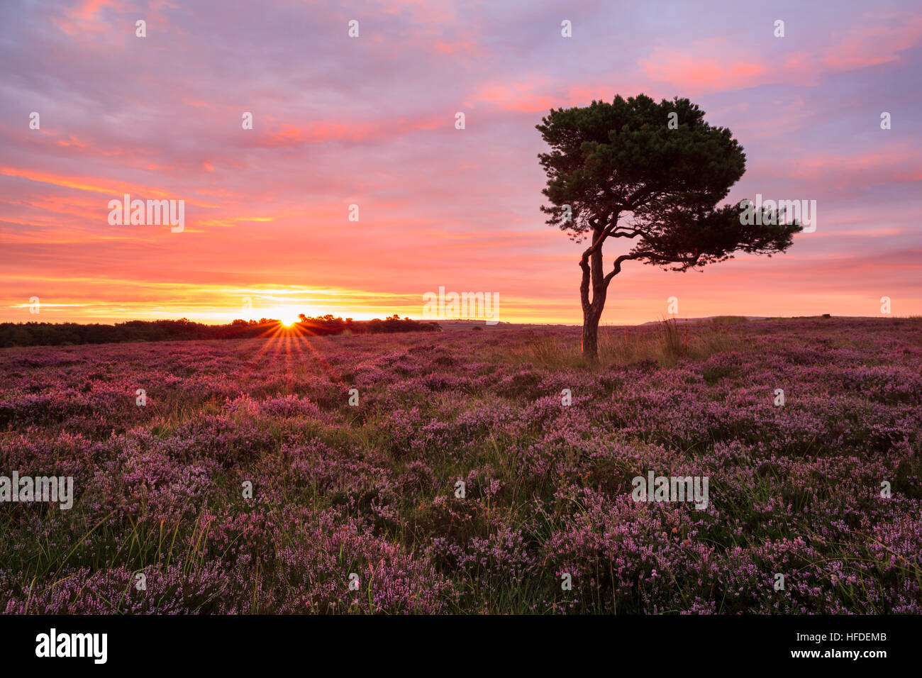 Rising sun and single tree hi-res stock photography and images - Alamy