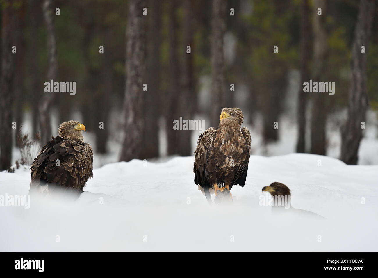 eagles on snow Stock Photo - Alamy