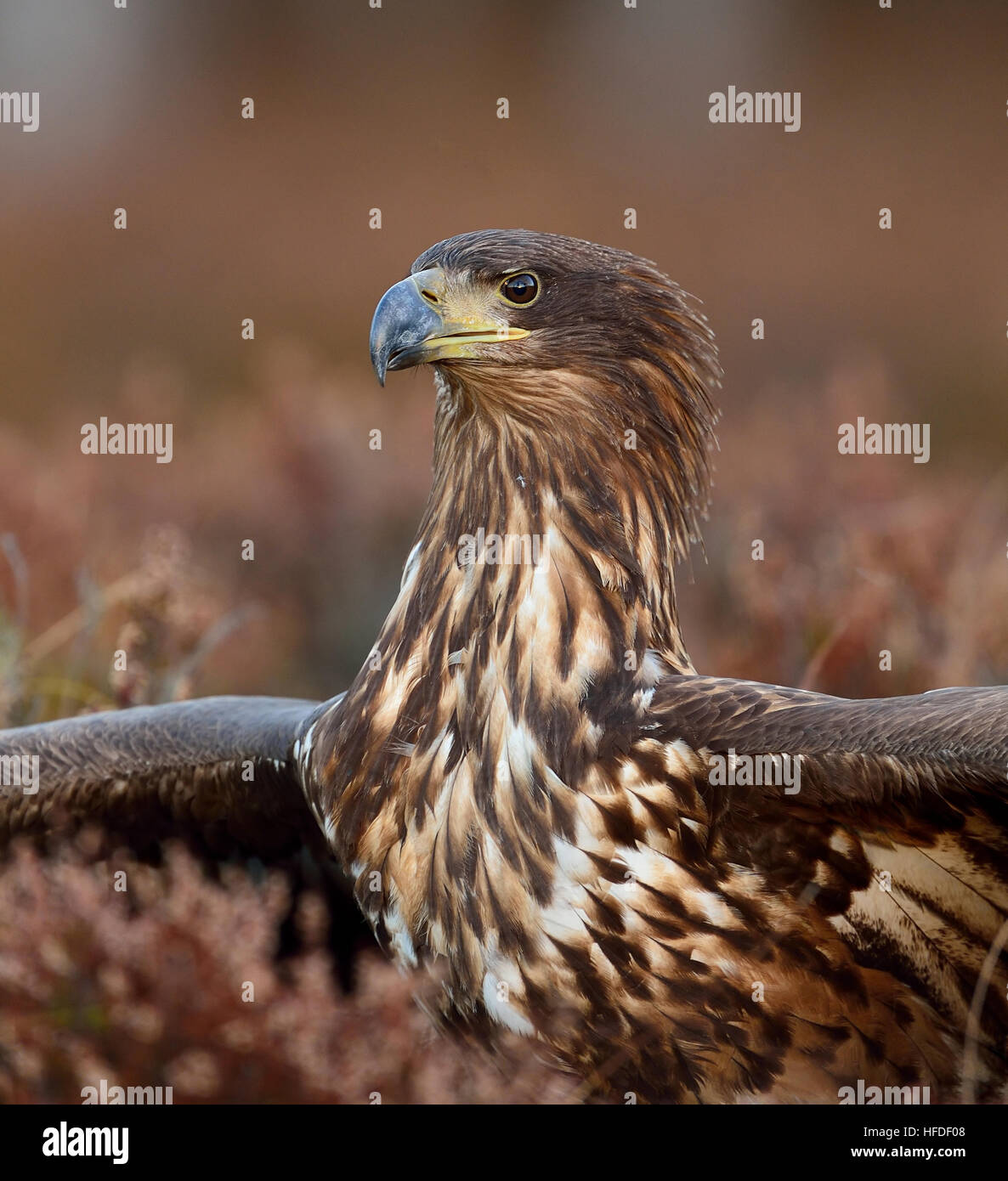 Sea eagle portrait in the bog Stock Photo - Alamy