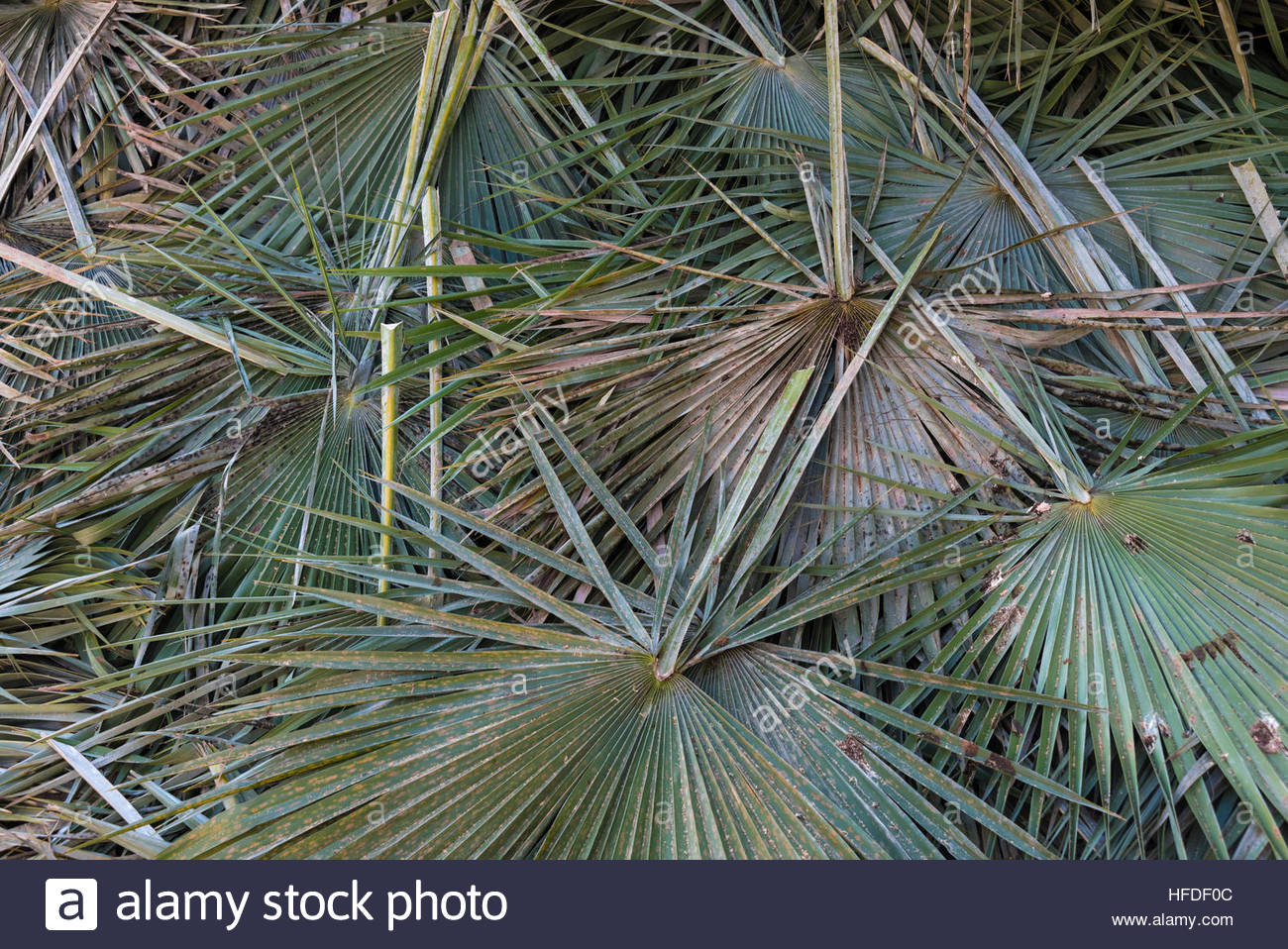 Dried Palm Tree Leaves Stock Photos & Dried Palm Tree Leaves Stock ...