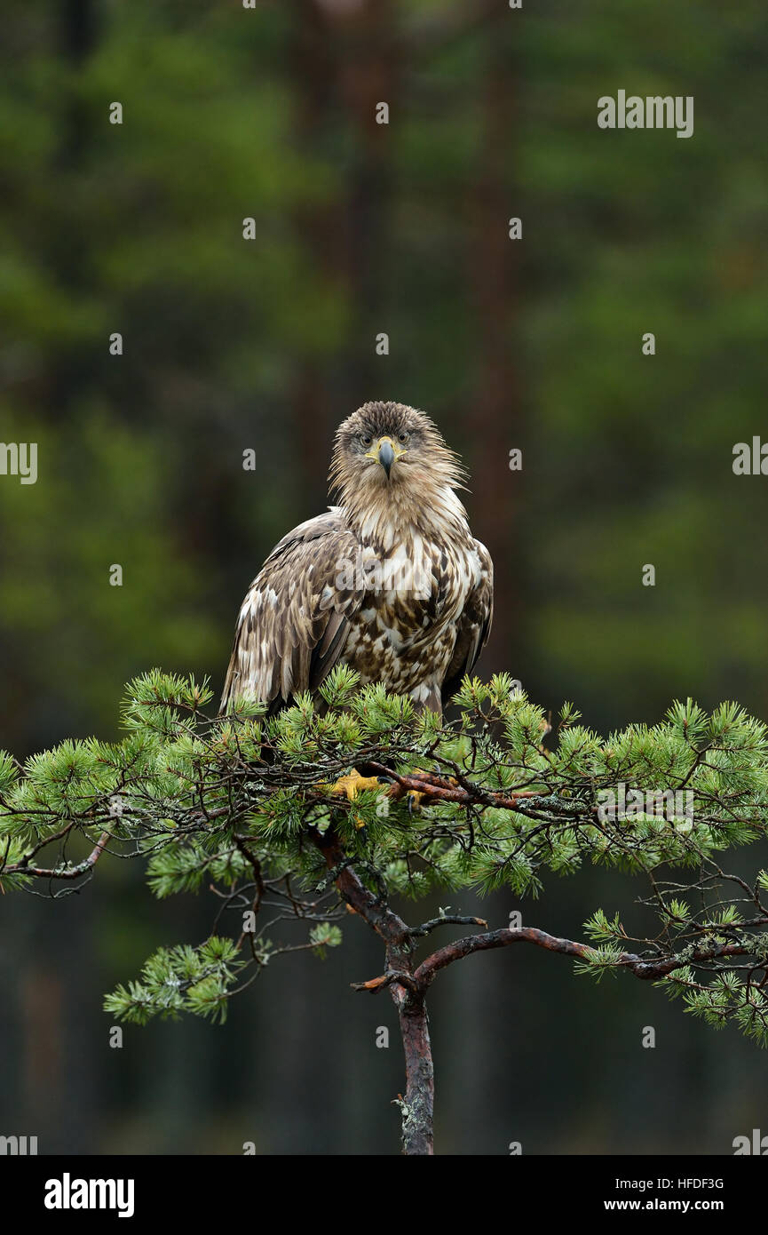 white-tailed eagle on tree Stock Photo - Alamy