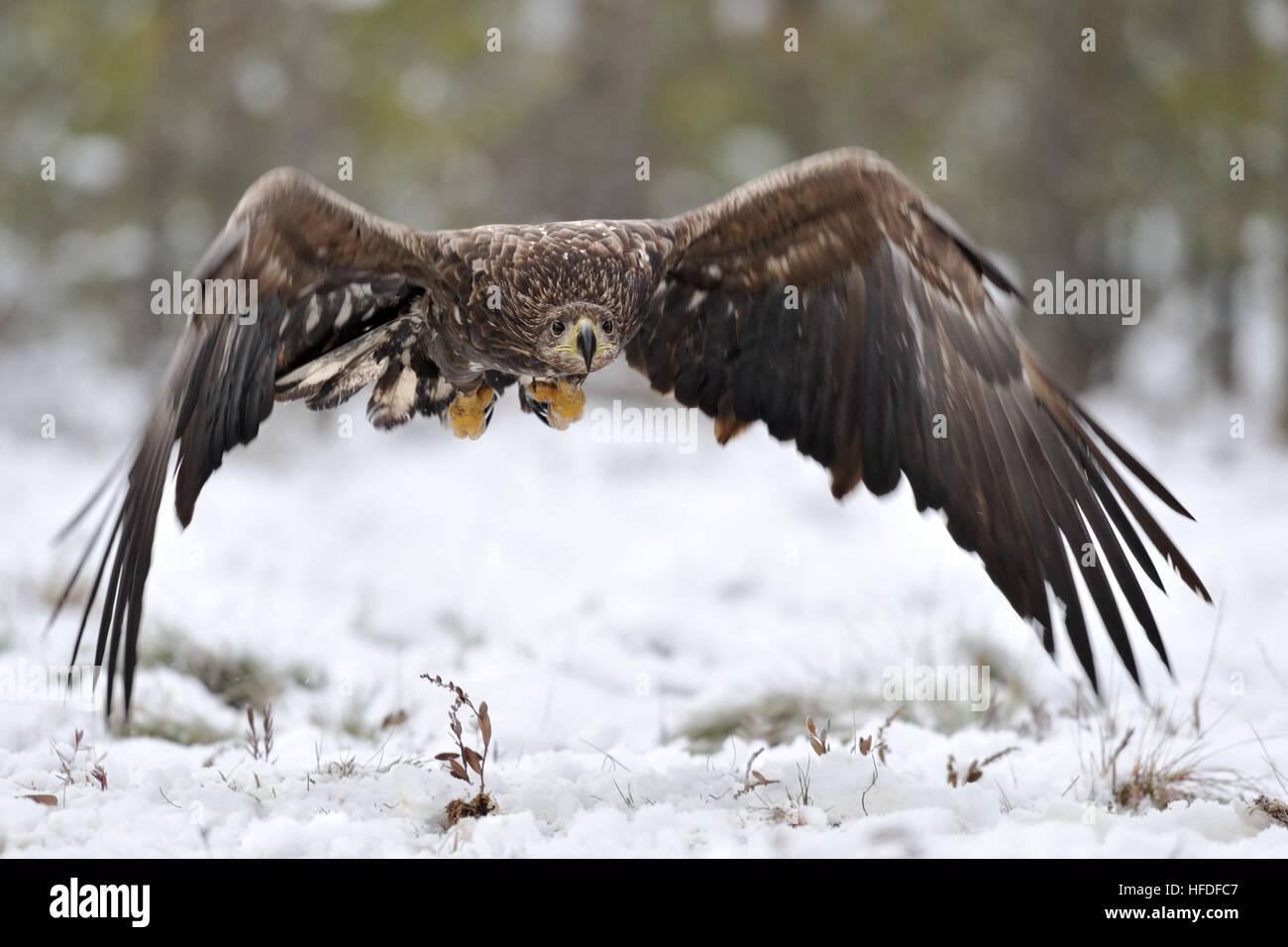 White-tailed eagle in flight Stock Photo - Alamy
