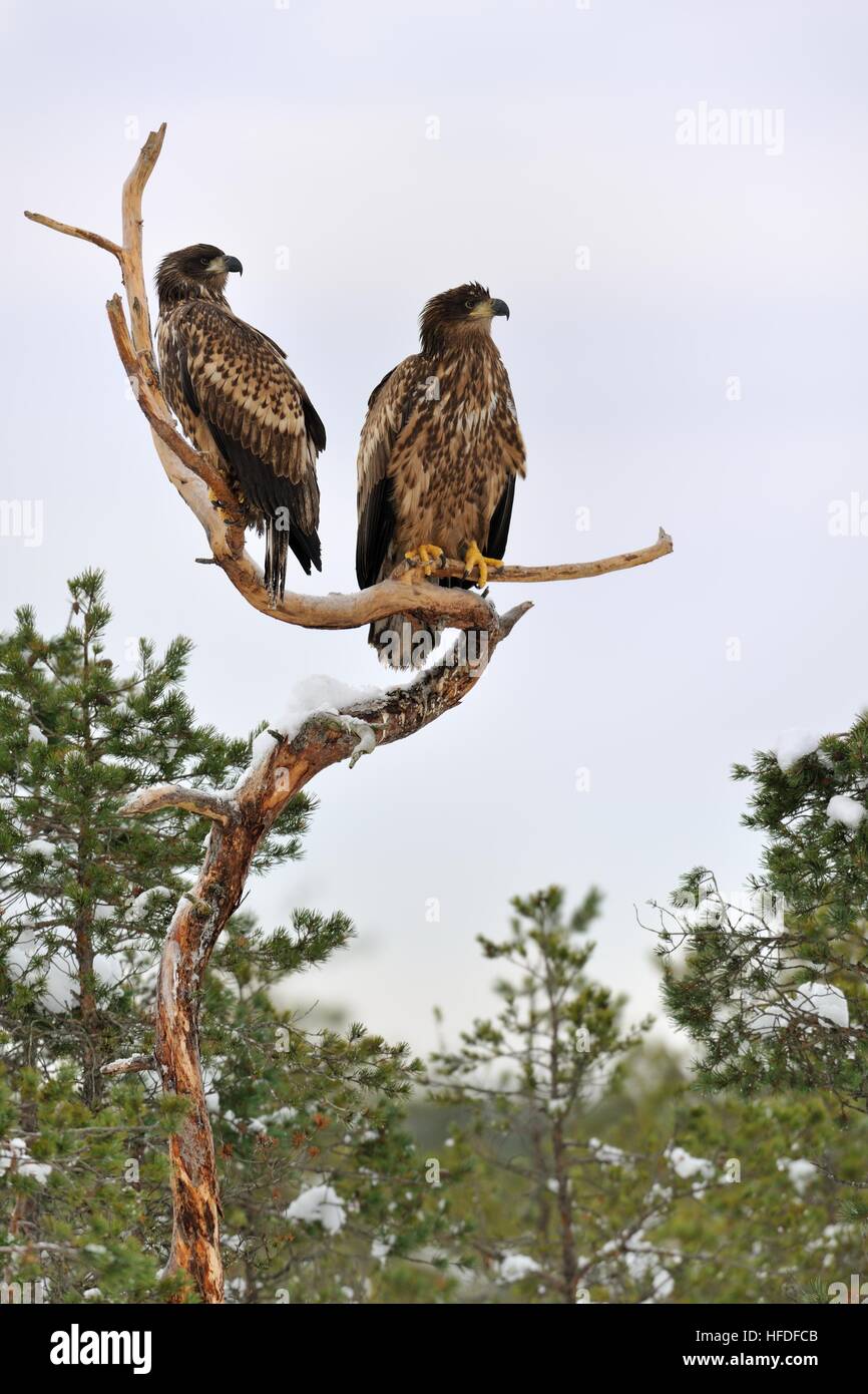 White tailed eagles on tree hi-res stock photography and images - Alamy