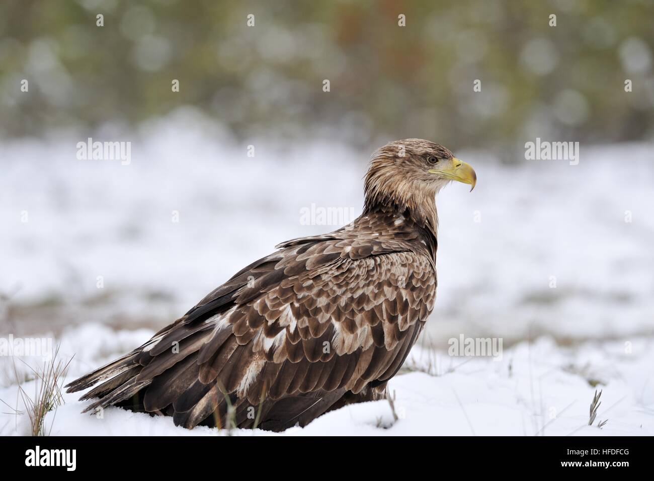 Eagle on snow Stock Photo - Alamy