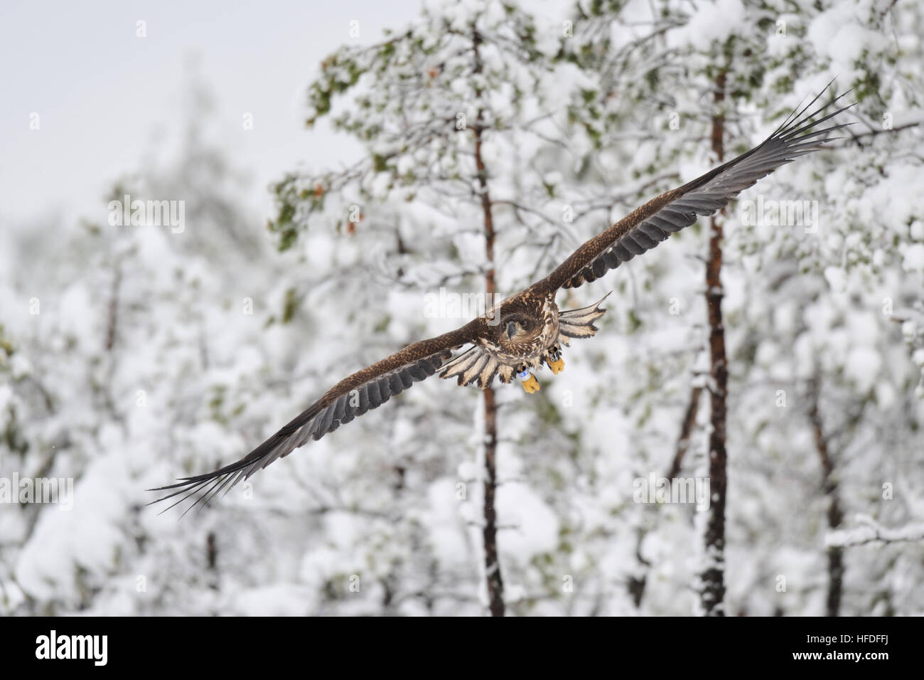 White-tailed eagle in flight Stock Photo - Alamy