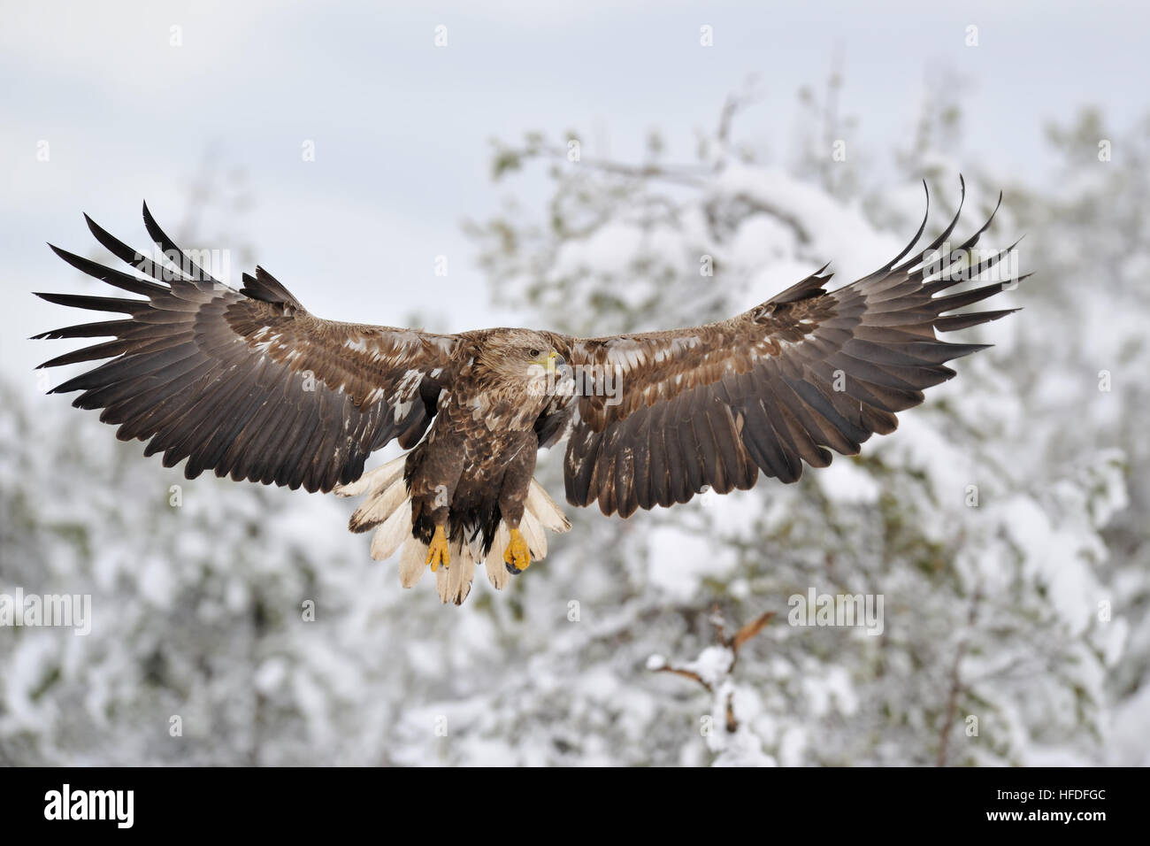 White-tailed eagle in flight Stock Photo - Alamy