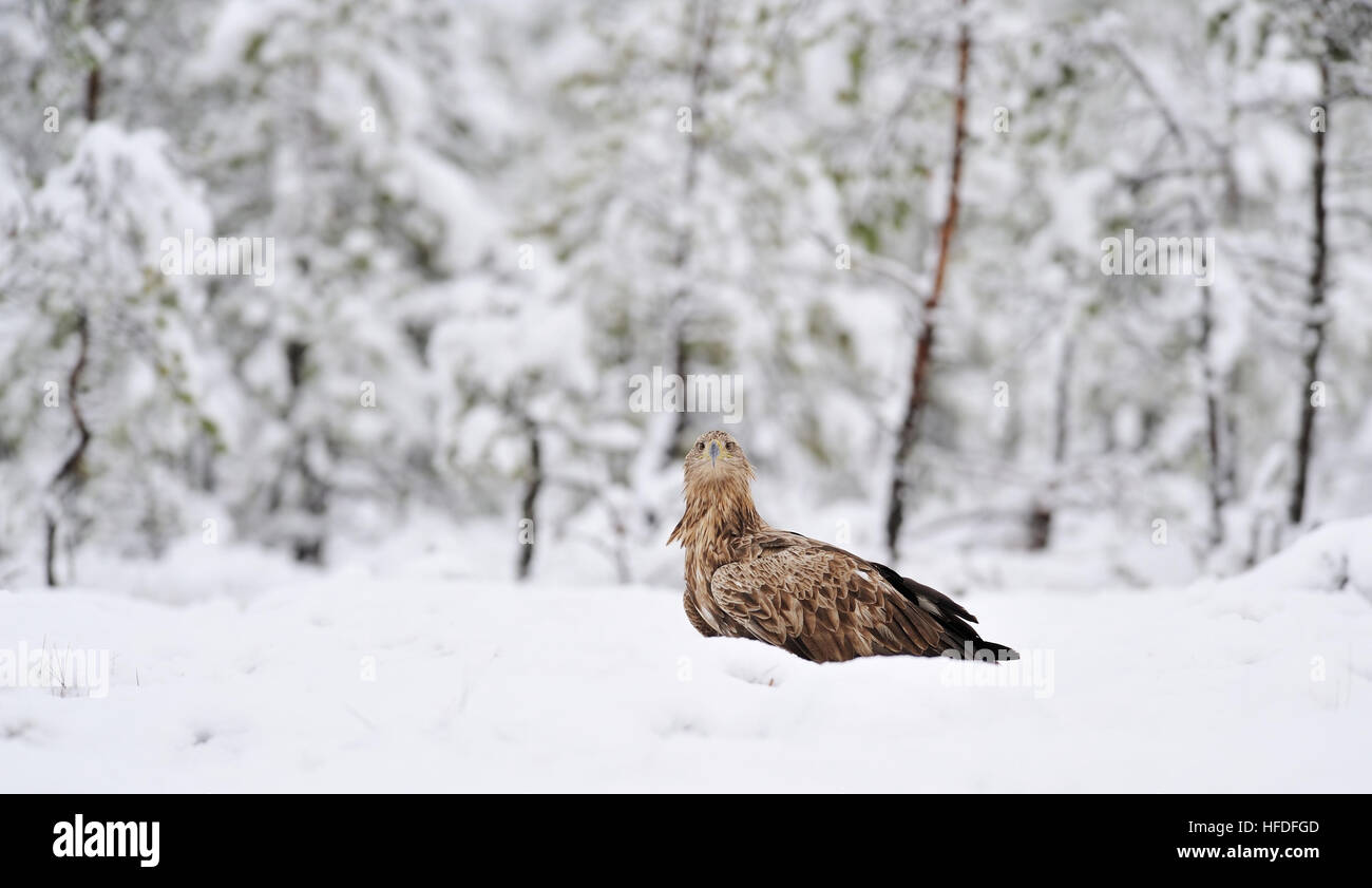 White-tailed eagle on snow in the bog Stock Photo - Alamy