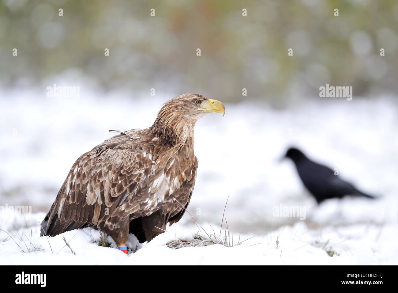 Eagle and raven hi-res stock photography and images - Alamy
