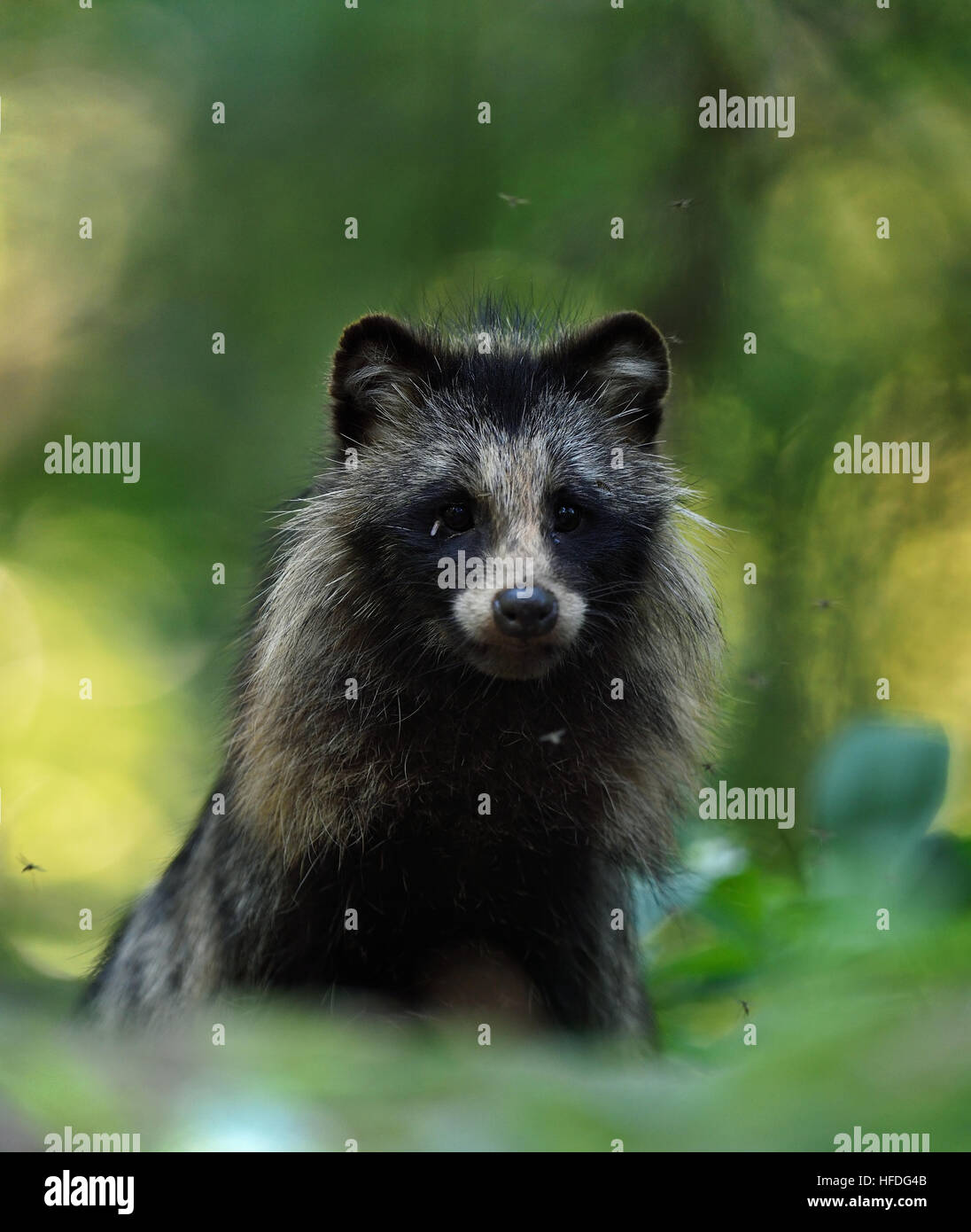 Primeval dog hi-res stock photography and images - Alamy