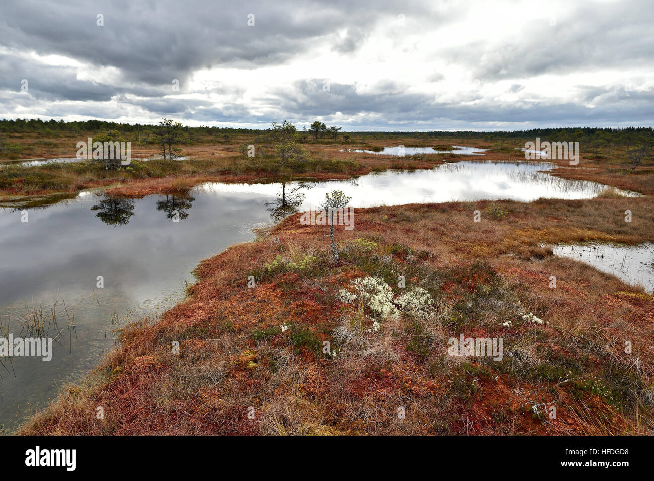 Bog landscape in autumn. Bog pools. Cloudy sky. Kakerdaja Bog, Estonia ...