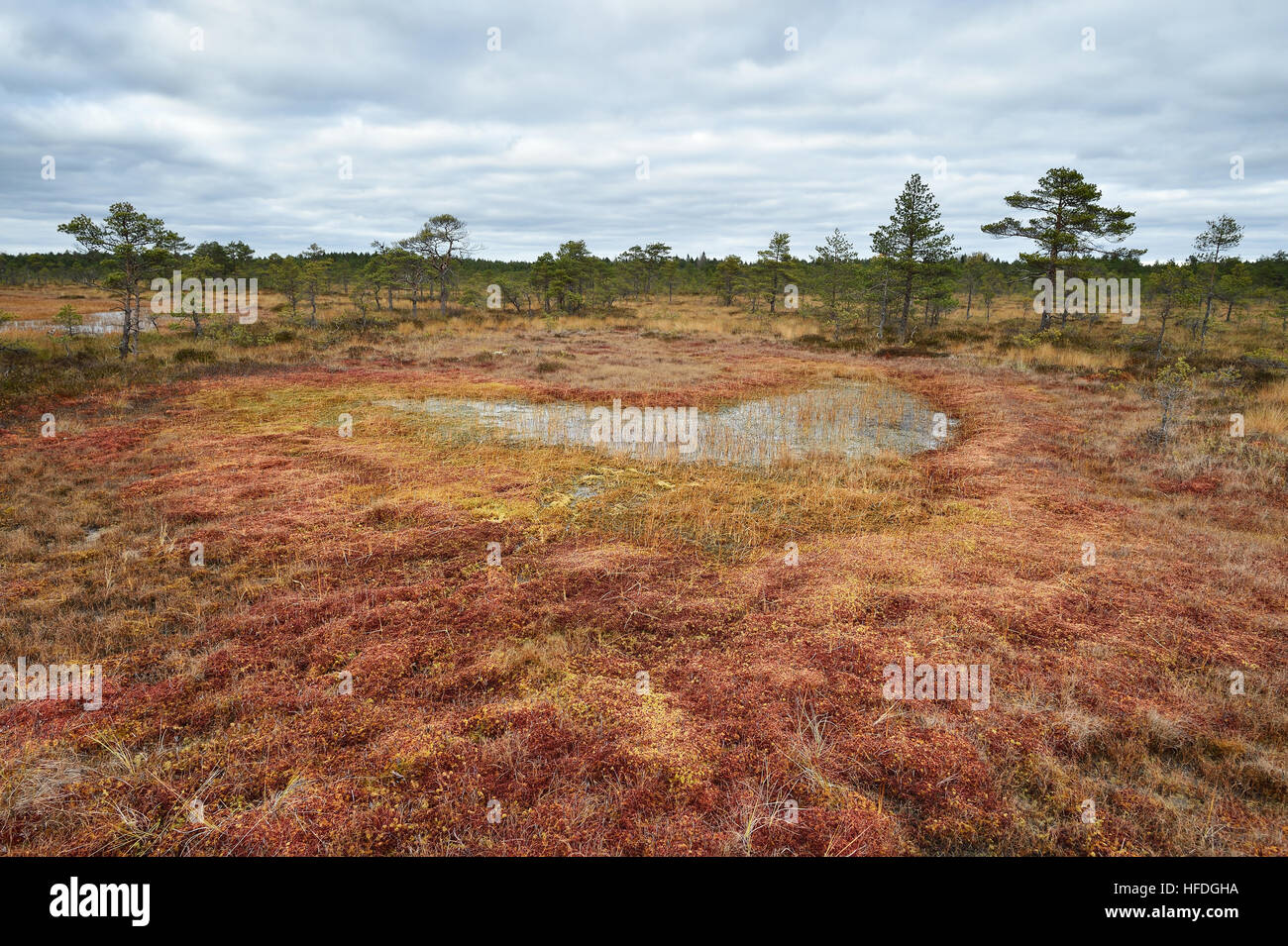 Bog landscape in autumn Stock Photo - Alamy