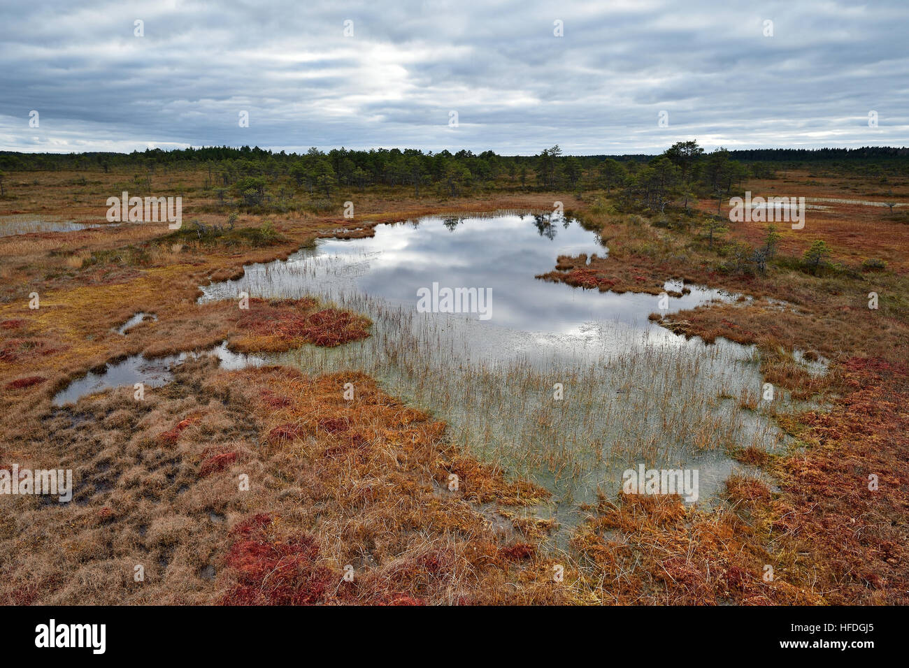 Bog landscape with bog pools in the autumn, cloudy sky, Kakerdaja Bog ...