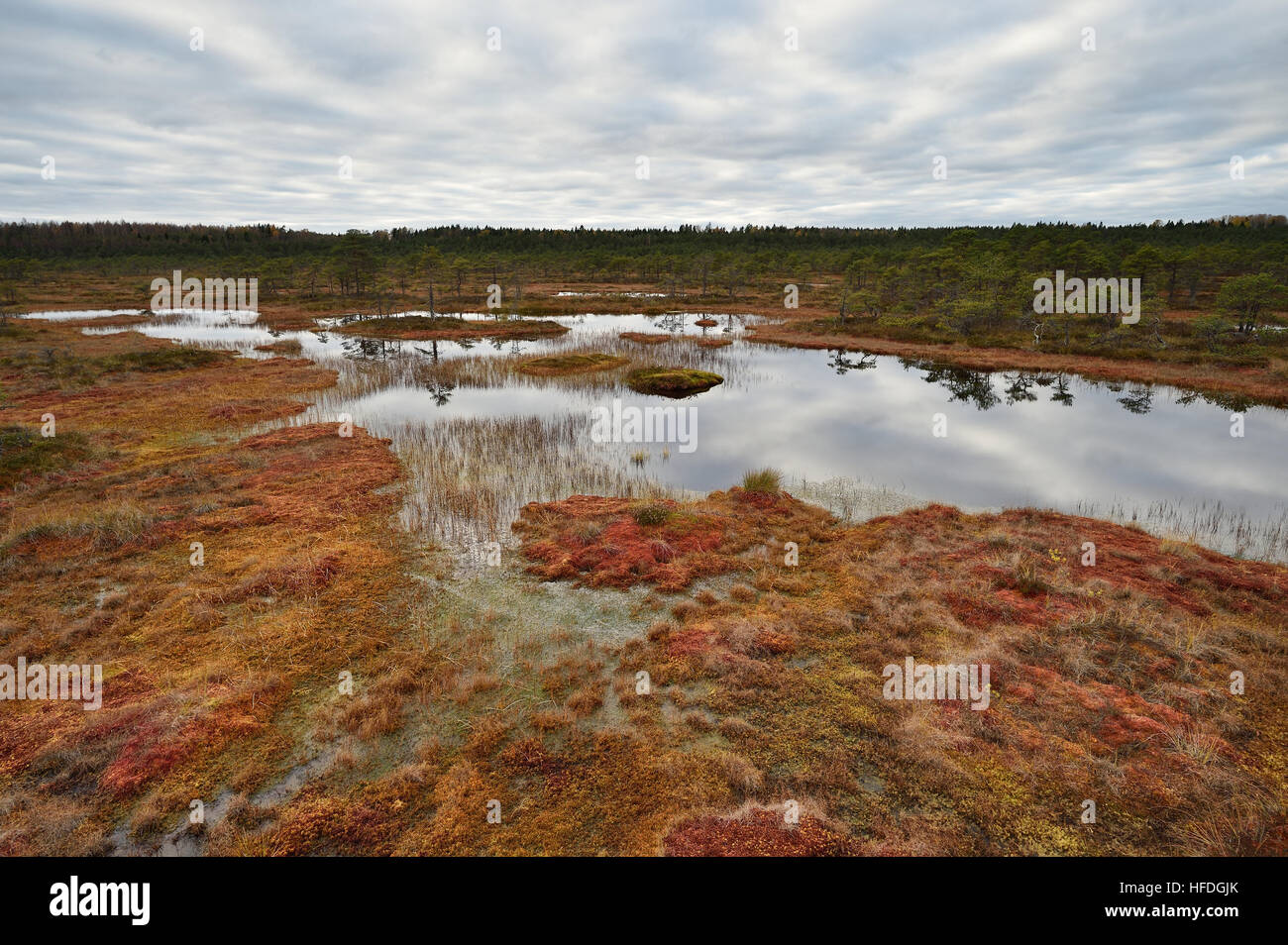 Bog landscape in autumn, bog pools, pond Stock Photo - Alamy