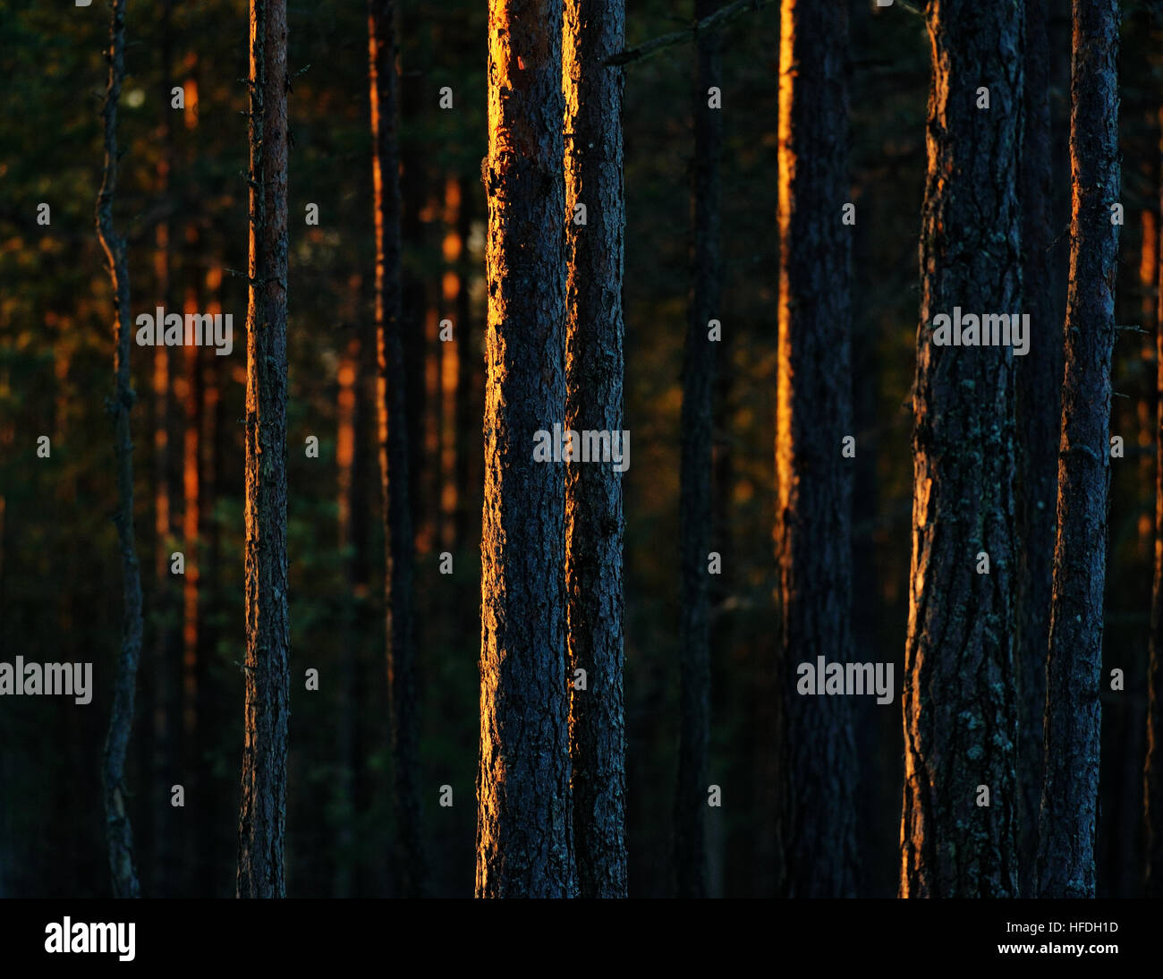 Sunset in the forest Stock Photo - Alamy