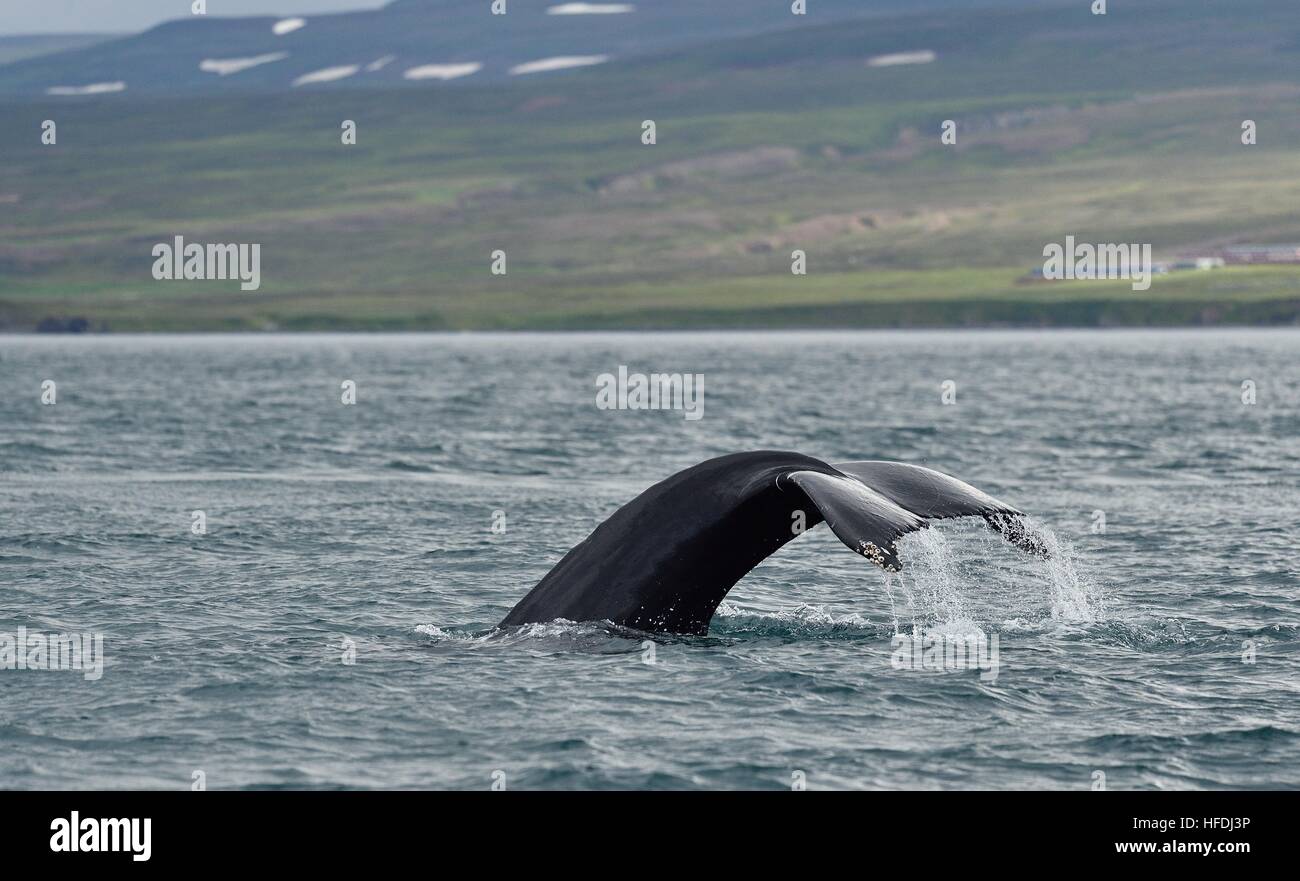 Humpback whale tale in the ocean. Iceland Stock Photo - Alamy