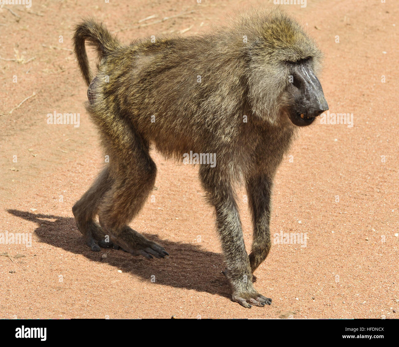 A baboon is seen at Serengeti National Park in Tanzania Nov. 13, 2013 ...