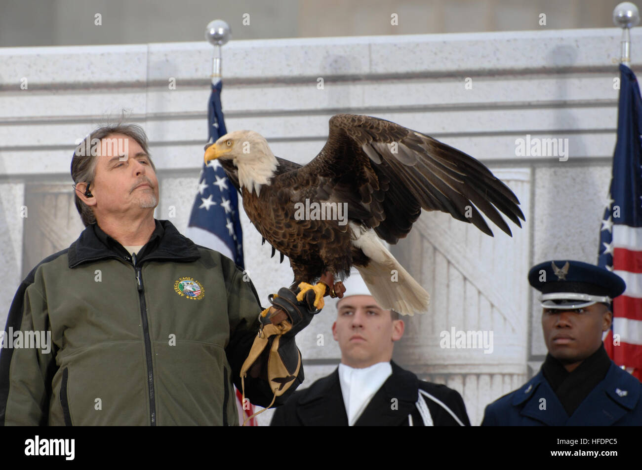 An American Bald Eagle, symbol of the United States, stretches his ...