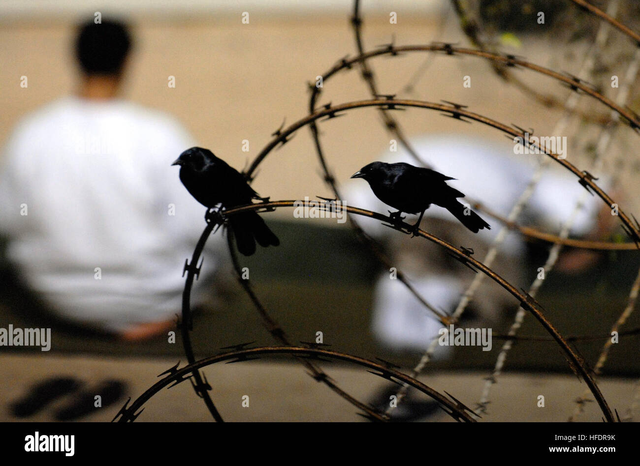 GUANTANAMO BAY, Cuba – Birds sit on the concertina barbed wire ...