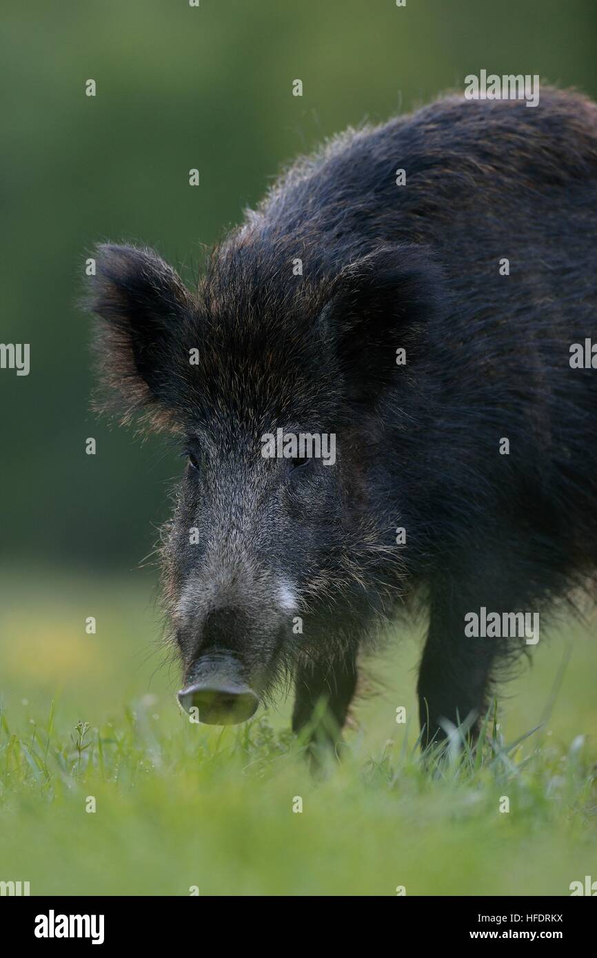 wild boar portrait Stock Photo - Alamy