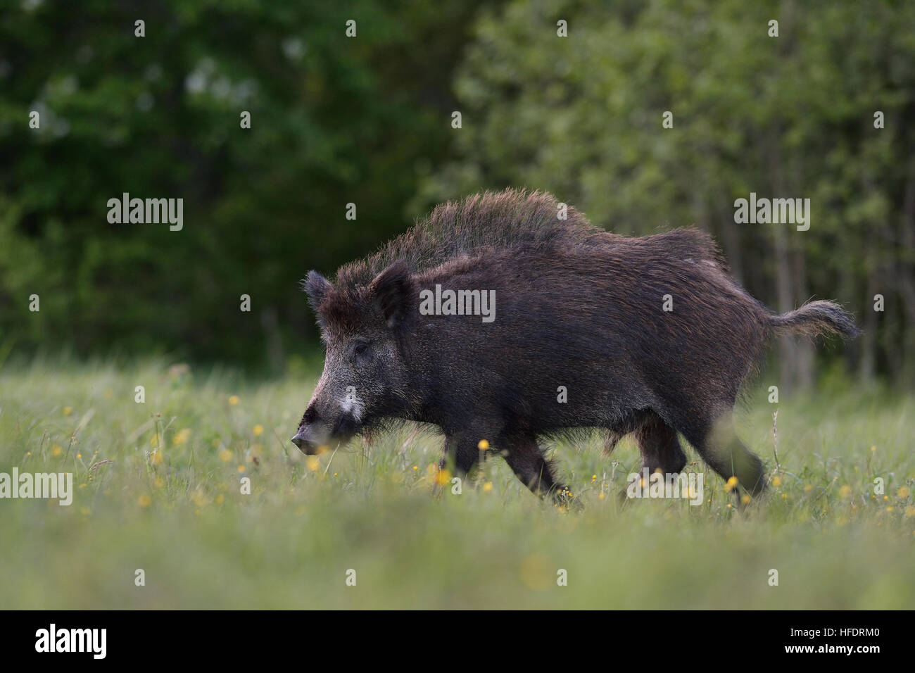 Wild boar walking Stock Photo - Alamy