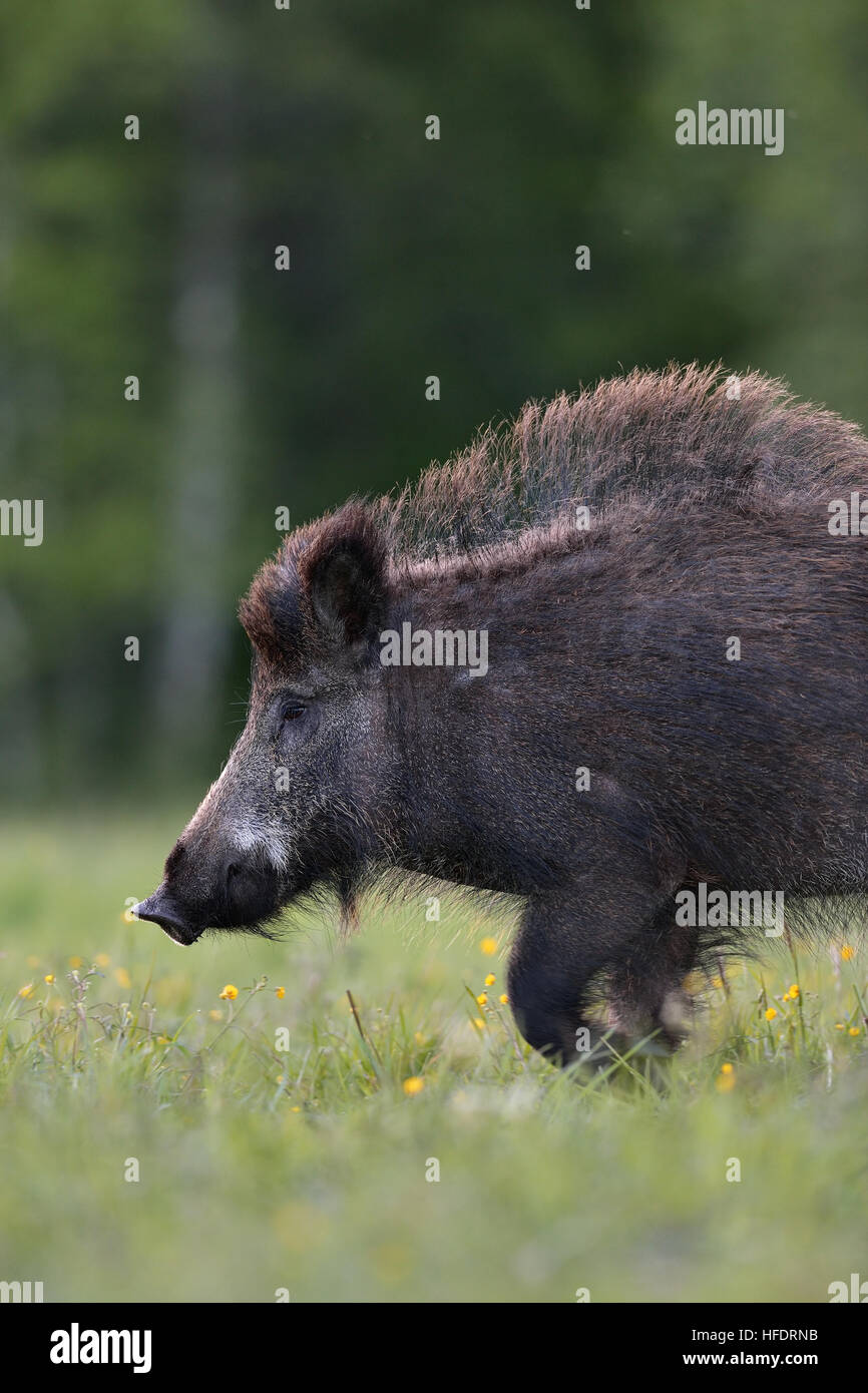 Wild boar portrait Stock Photo - Alamy