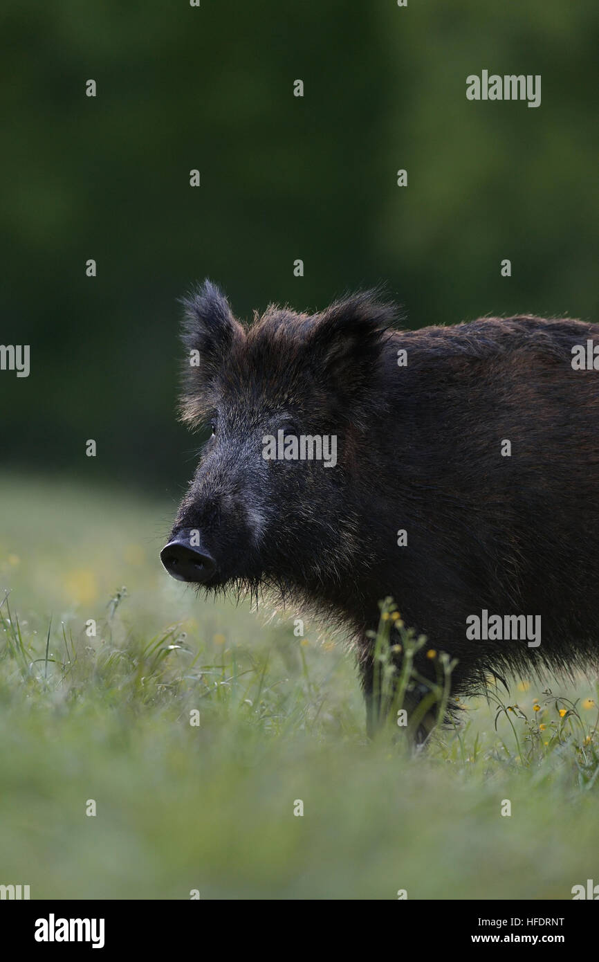 wild boar portrait Stock Photo - Alamy