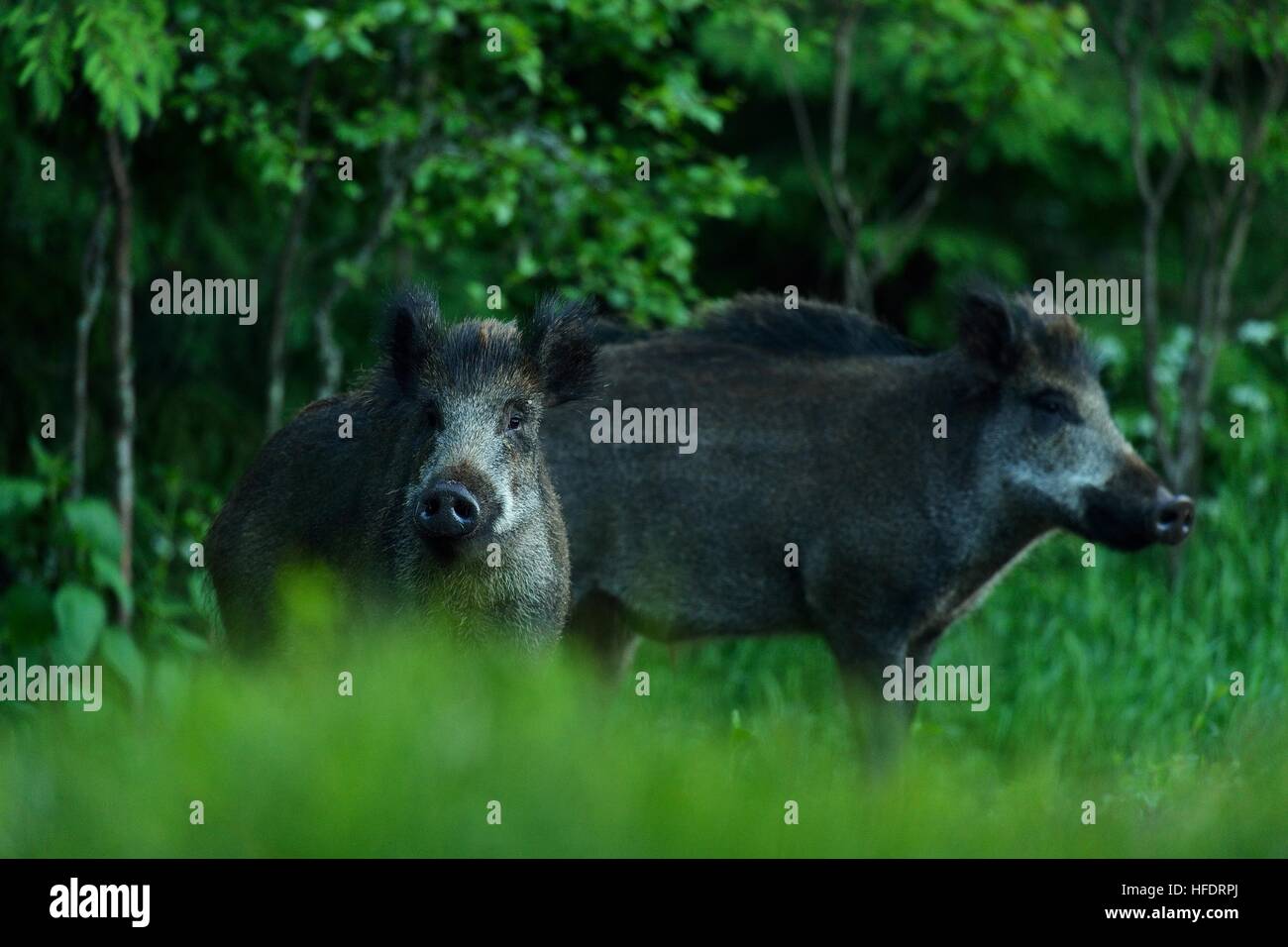 Wild boar in the summer evening with forest background Stock Photo - Alamy